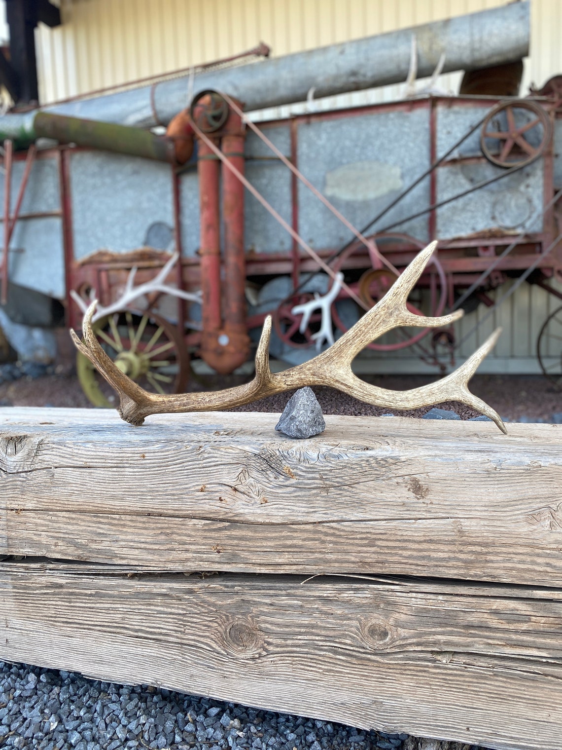 7 Pt Elk Shed ~ Antler - Etsy