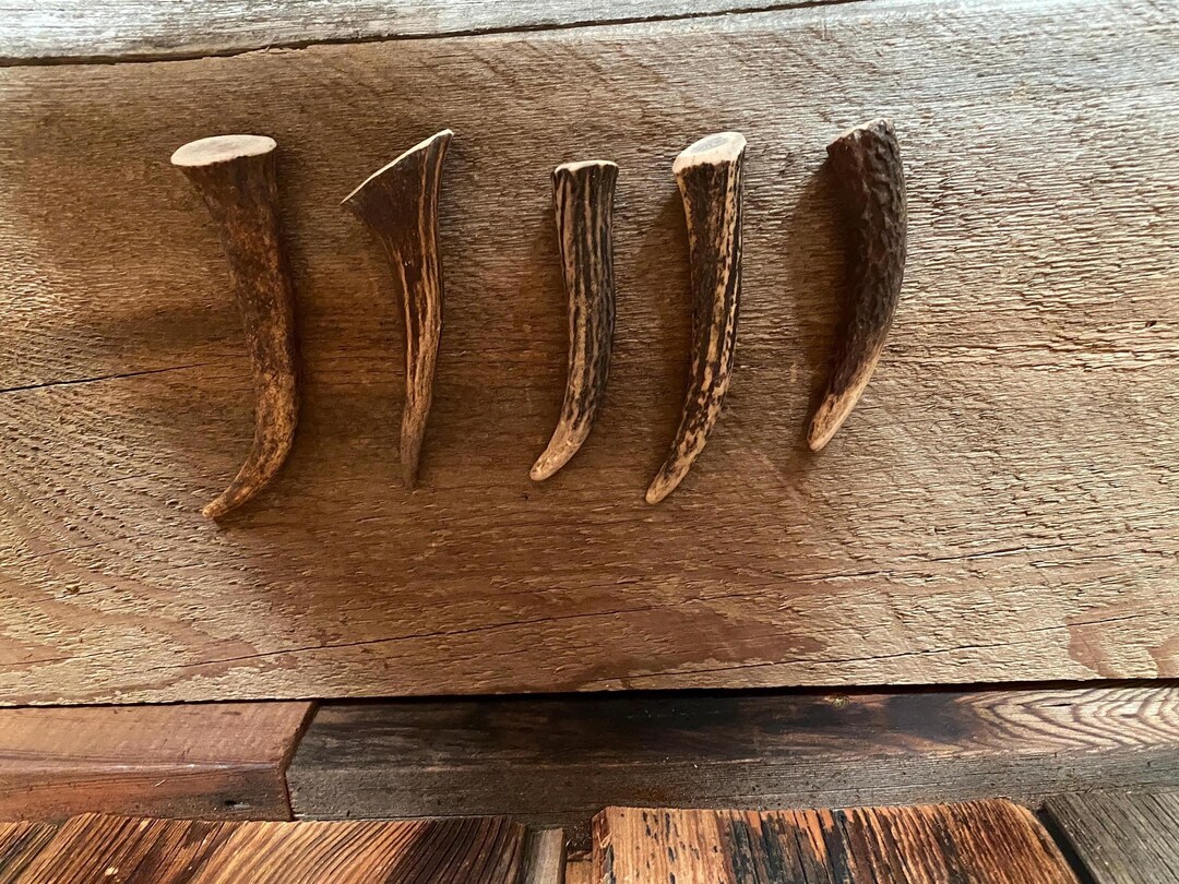 5 Elk Antler Tines ~ Tips ~ Points ~ Dog Chews - Etsy