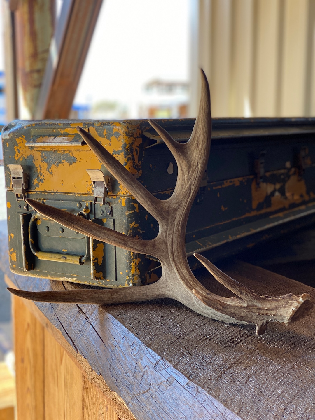 Beautiful Whitetail Deer Shed ~ Antler - Etsy