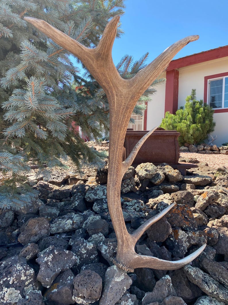 6 Pt Elk Shed ~ Antler ~ Decor - Etsy