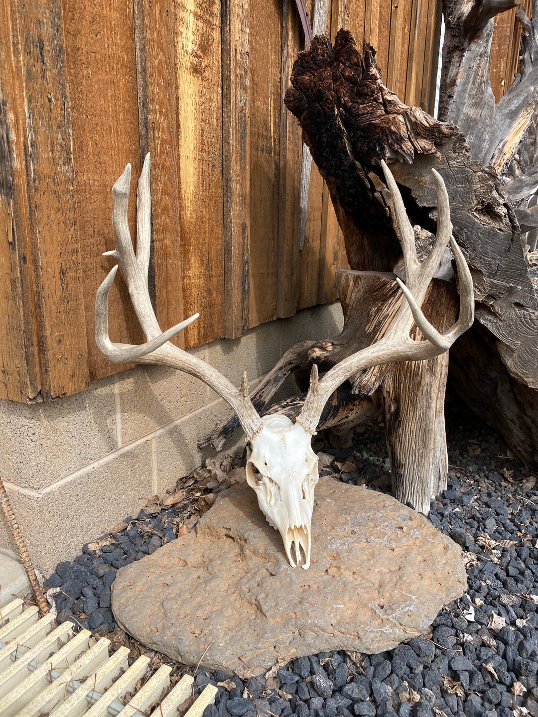 5x6 Mule Deer Rack Antlers - Etsy