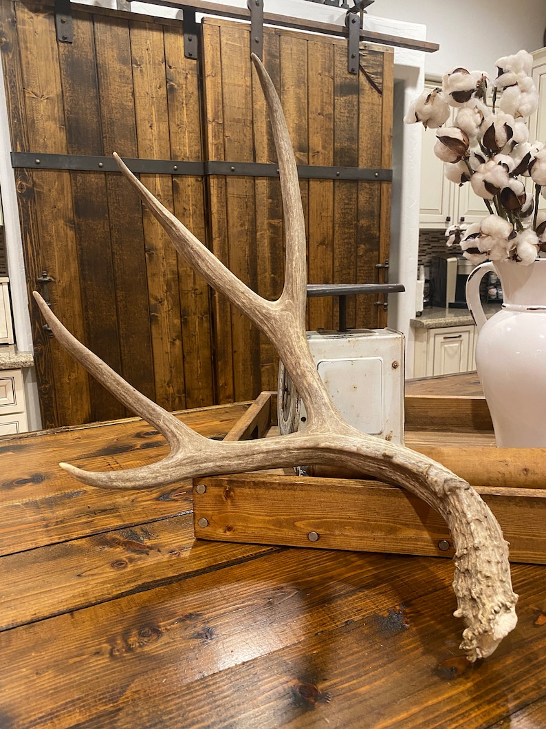 Large Mule Deer Shed ~ Antler - Etsy