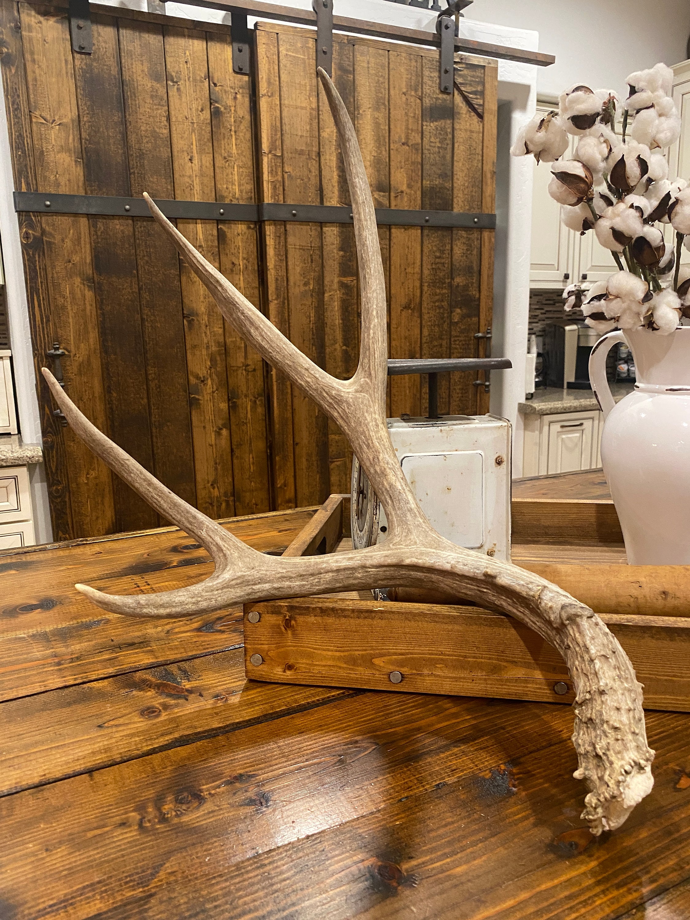 Large Mule Deer Shed ~ Antler - Etsy