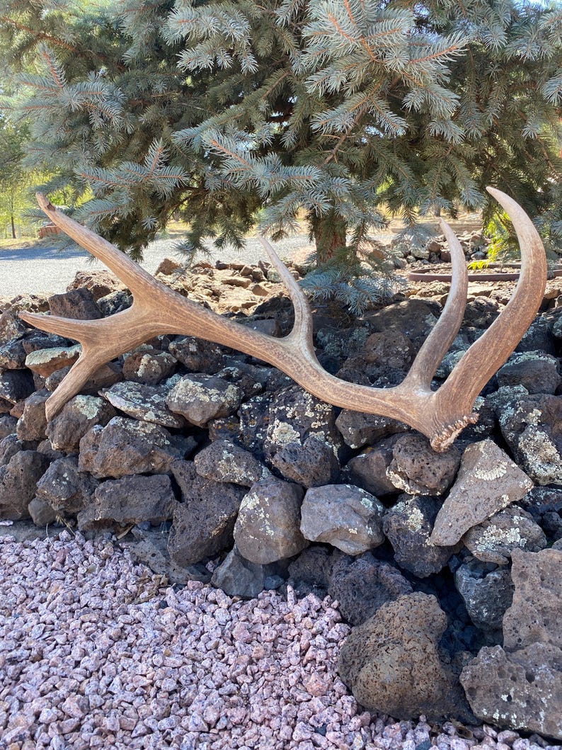 6 Pt Elk Shed ~ Antler ~ Decor - Etsy