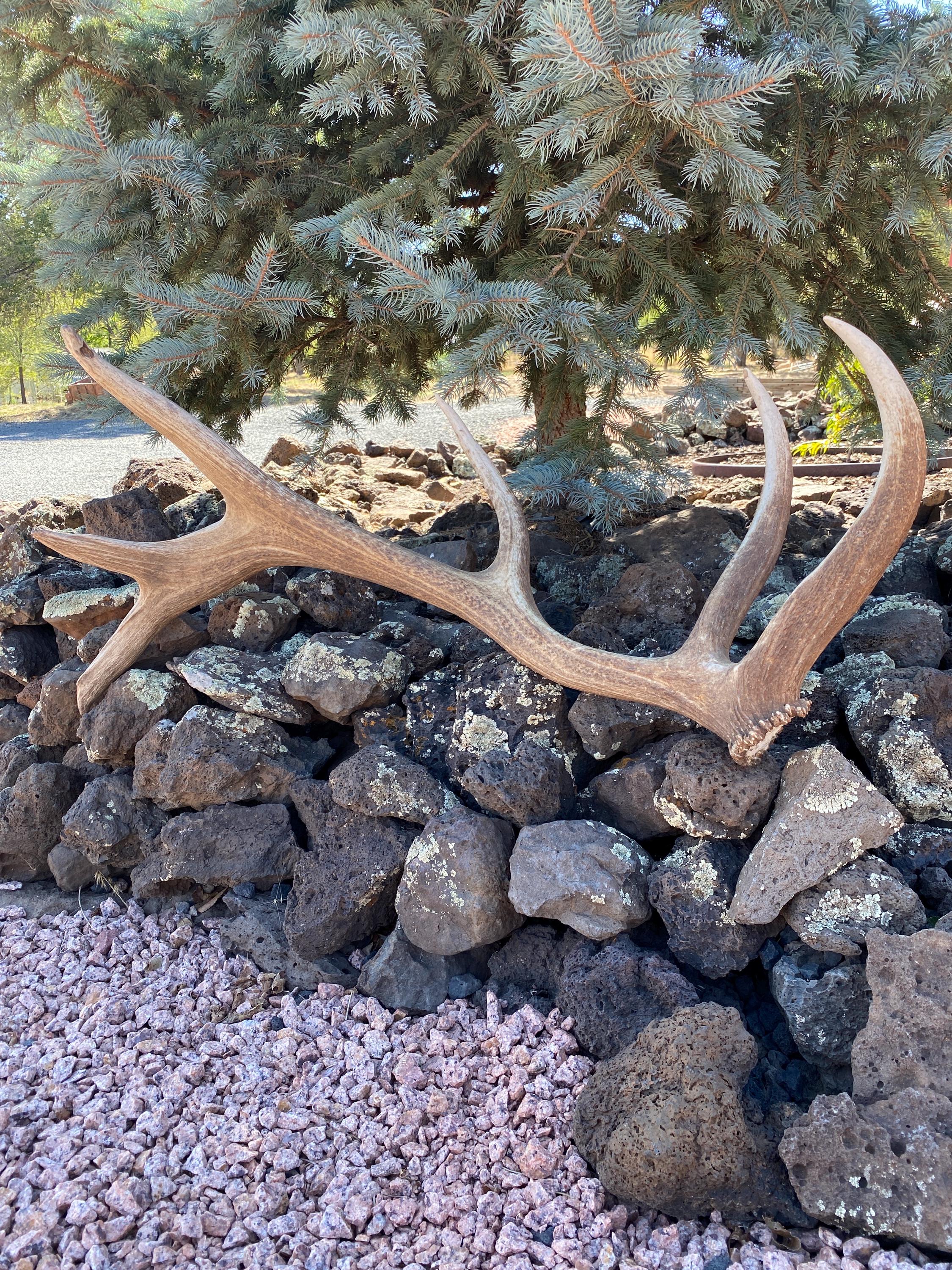 6 Pt Elk Shed ~ Antler ~ Decor - Etsy