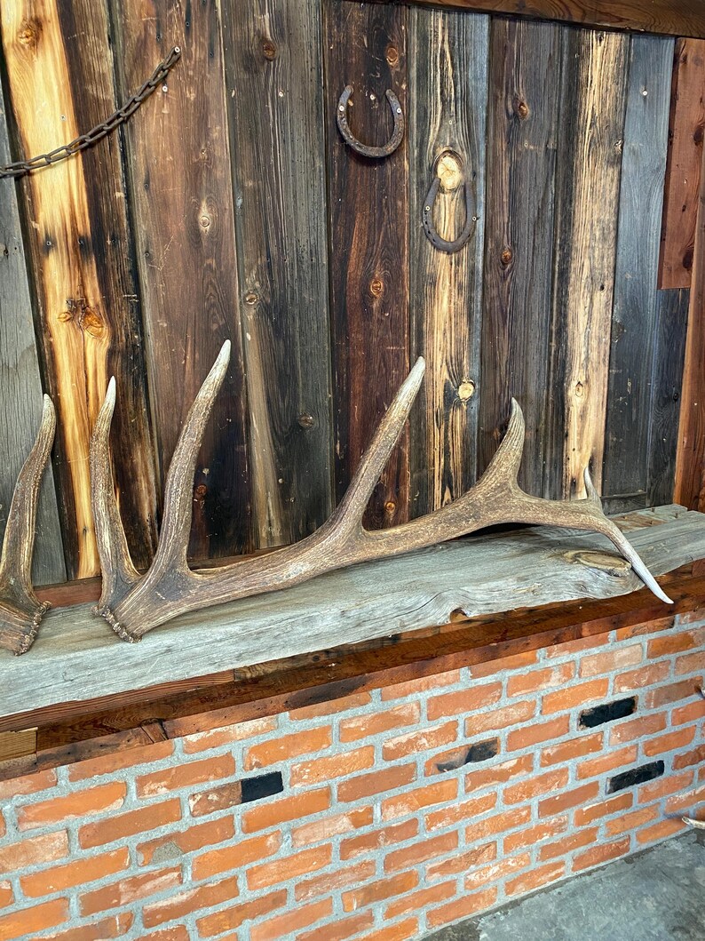 6x6 Set of Elk Sheds ~ Antlers - Etsy