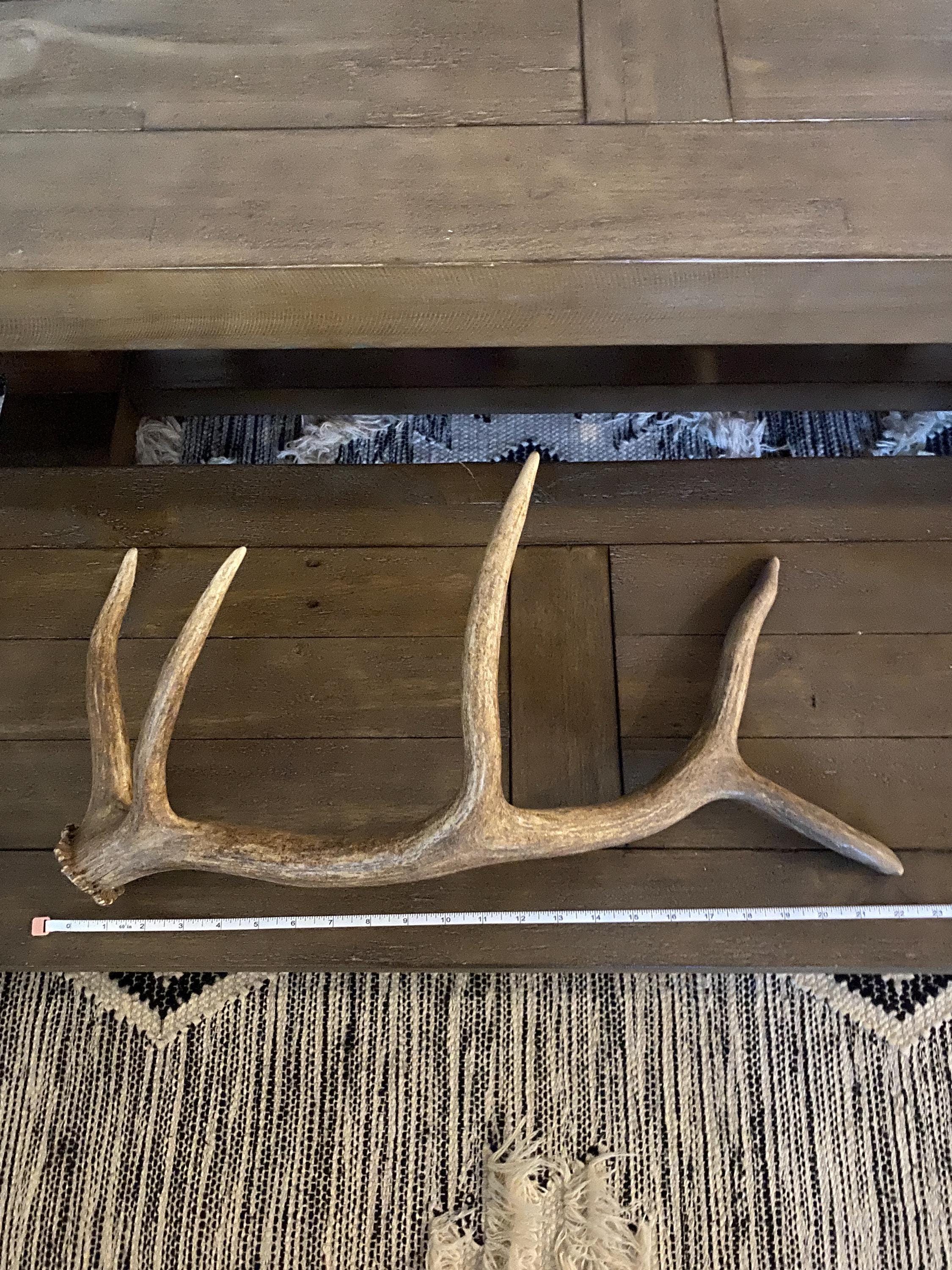 Decor Elk Shed Antler - Etsy