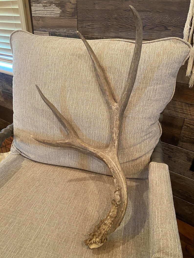 Large Mule Deer Shed ~ Antler - Etsy
