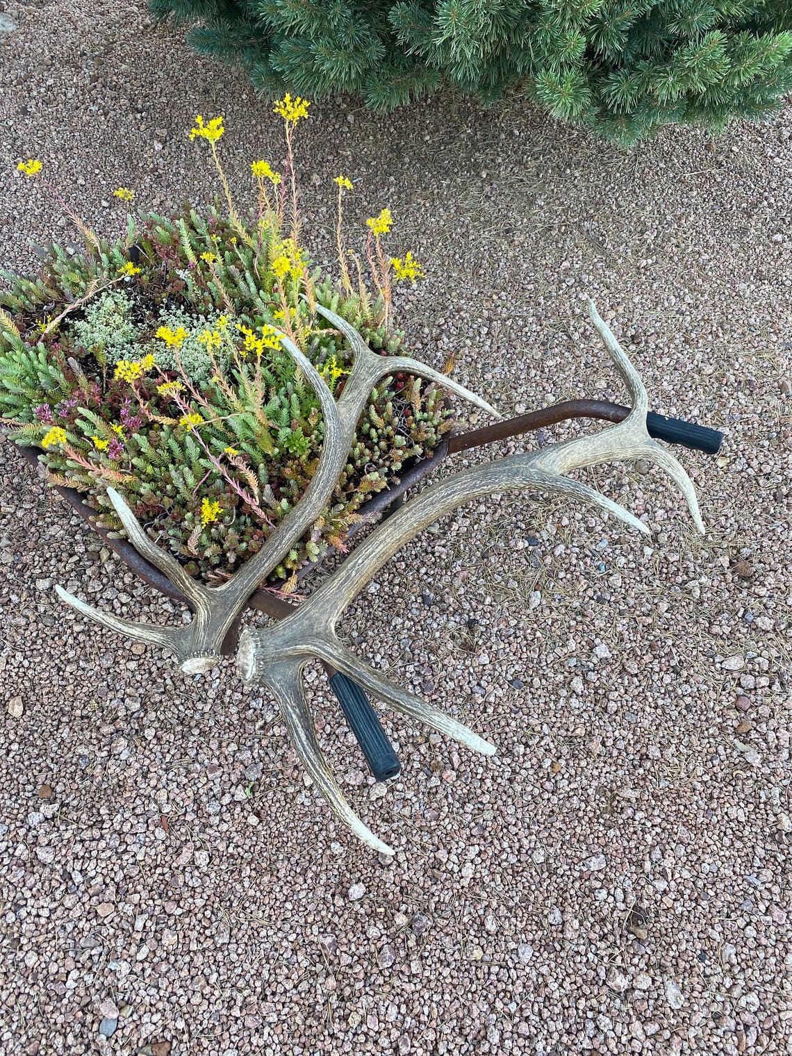 Cute Little 5x5 Set of Elk Sheds Antlers Craft Antler Decor - Etsy