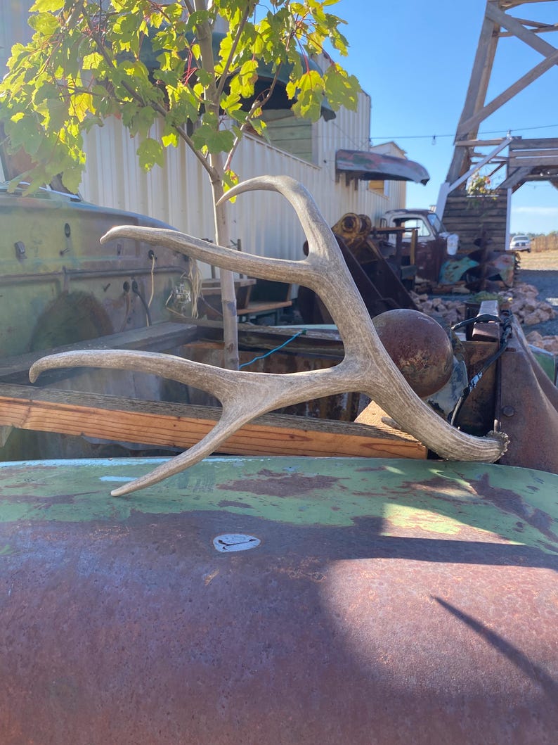 Mule Deer Shed ~ Antler - Etsy