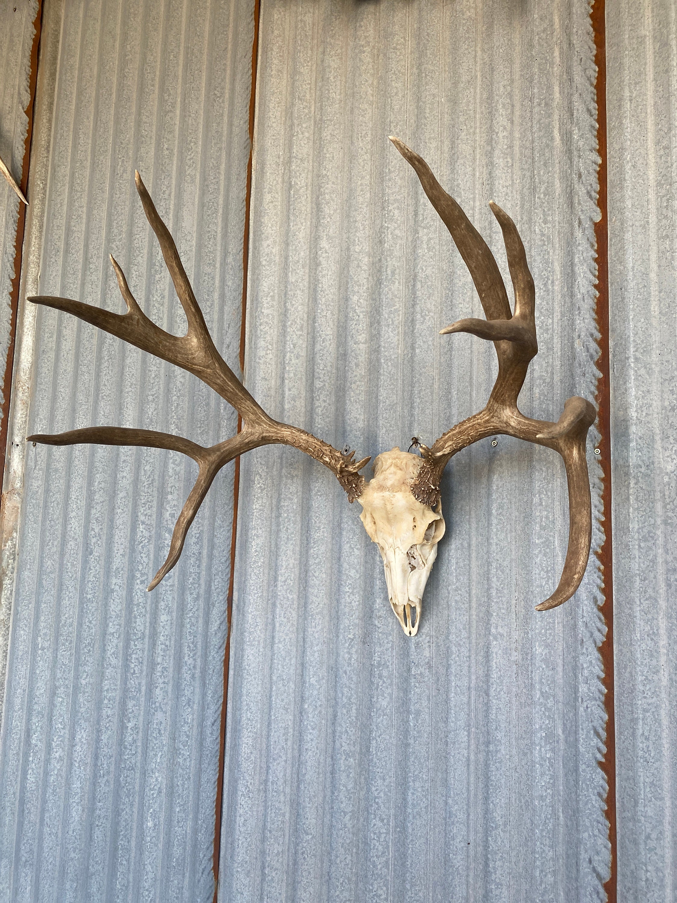 200 Mule Deer Rack Antlers - Etsy