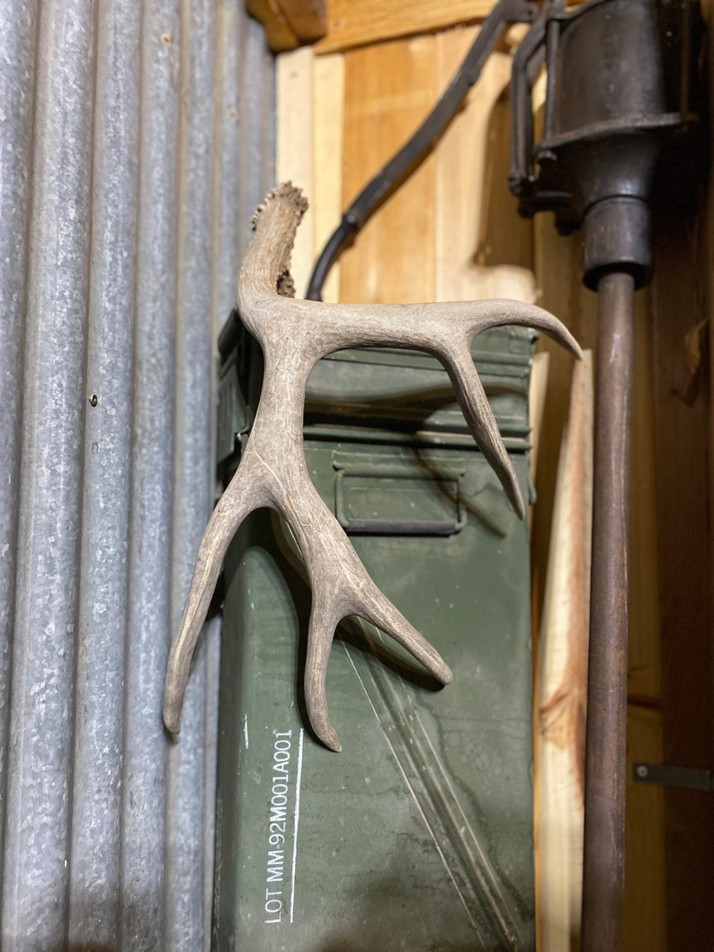 Large Mule Deer Shed ~ Antler - Etsy