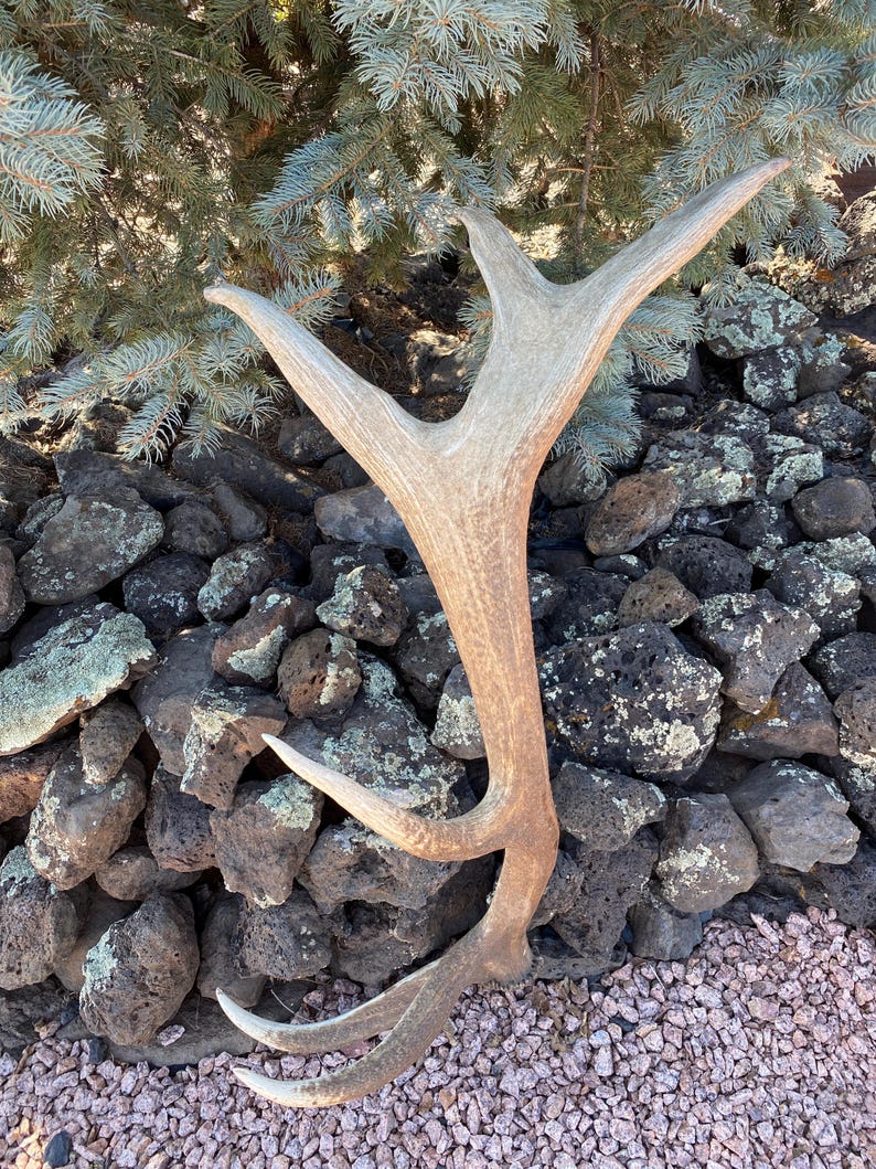 6 Pt Elk Shed ~ Antler ~ Decor - Etsy