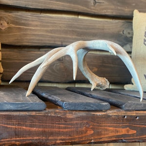 86” Mule Deer Shed ~ Antler - Etsy