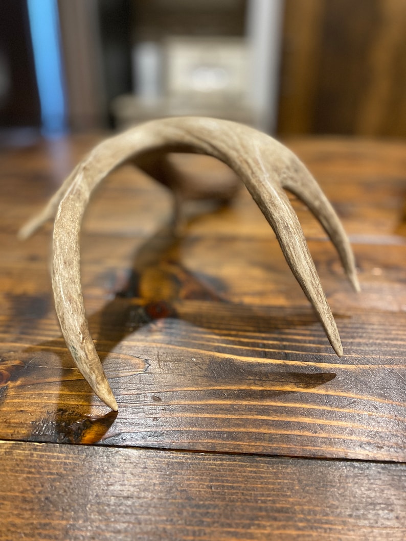 50 AZ Coues Whitetail Deer Shed Antler - Etsy