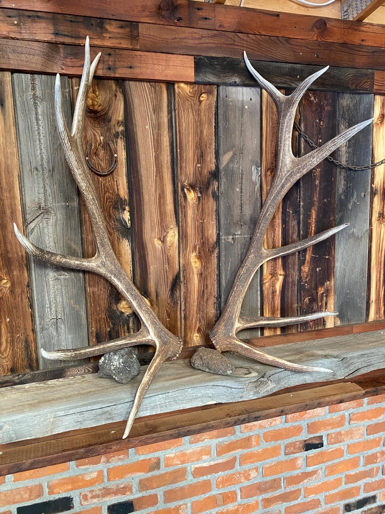 6x6 Set of Elk Sheds ~ Antlers - Etsy