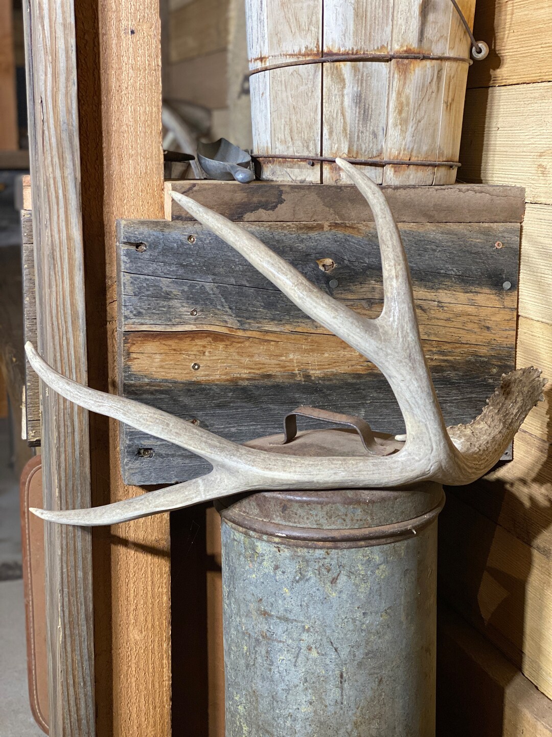 85” Mule Deer Shed ~ Antler - Etsy