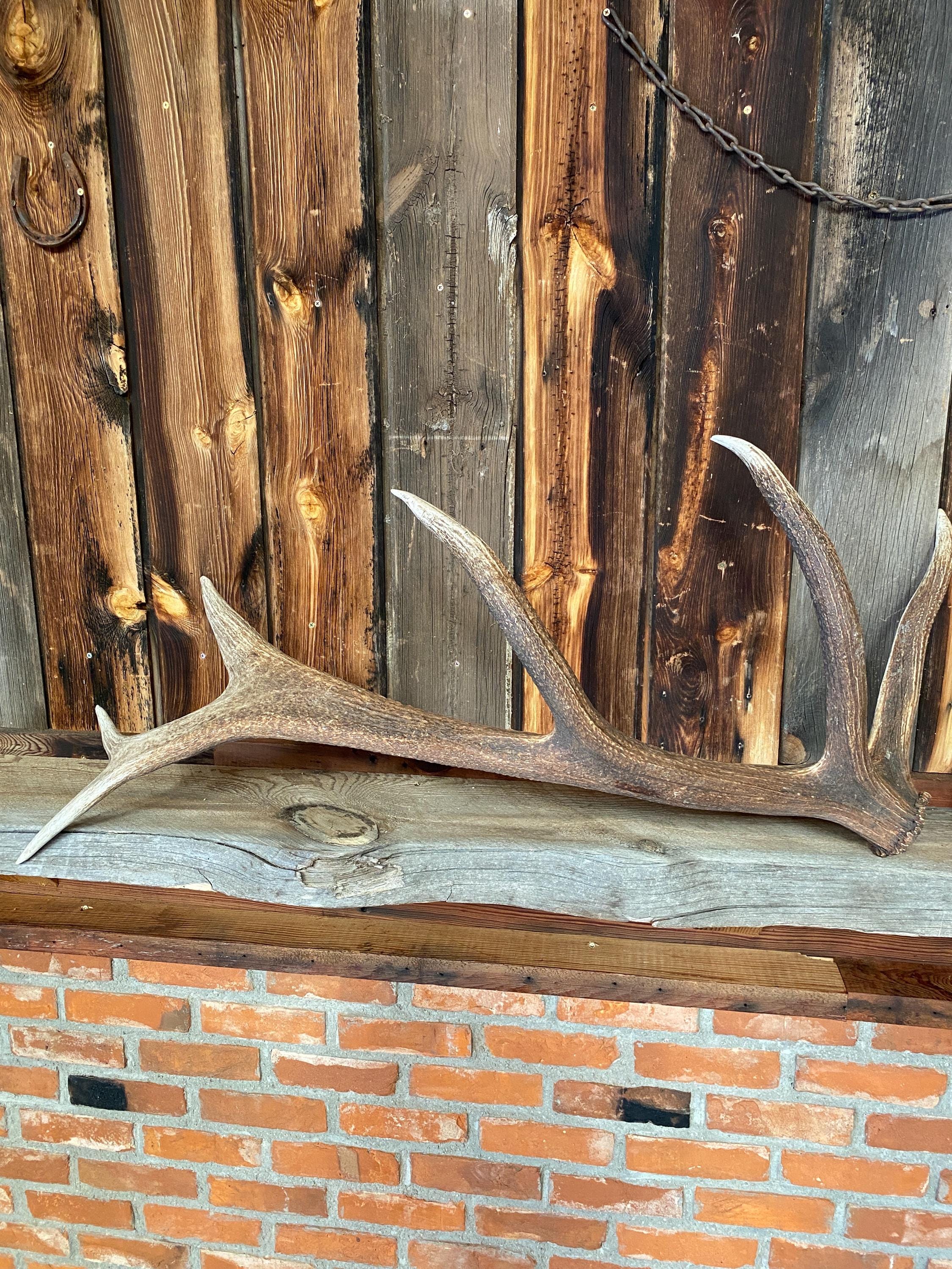 6x6 Set of Elk Sheds ~ Antlers - Etsy
