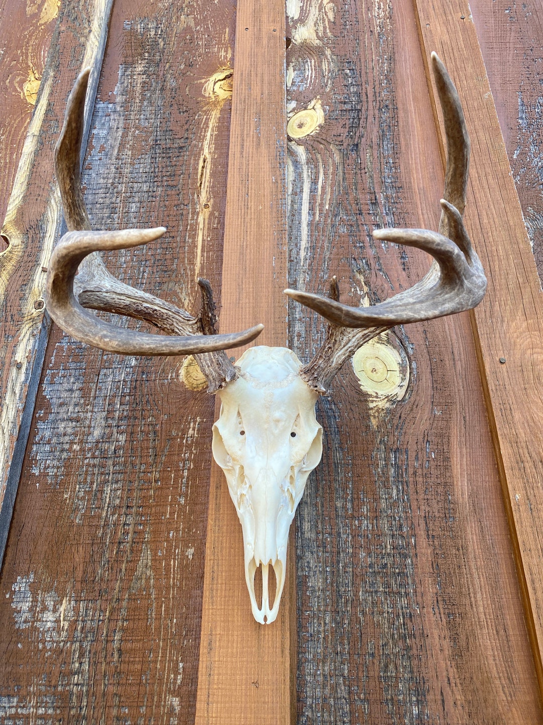 Trophy Class Coues Whitetail Deer Rack Antlers Decor - Etsy