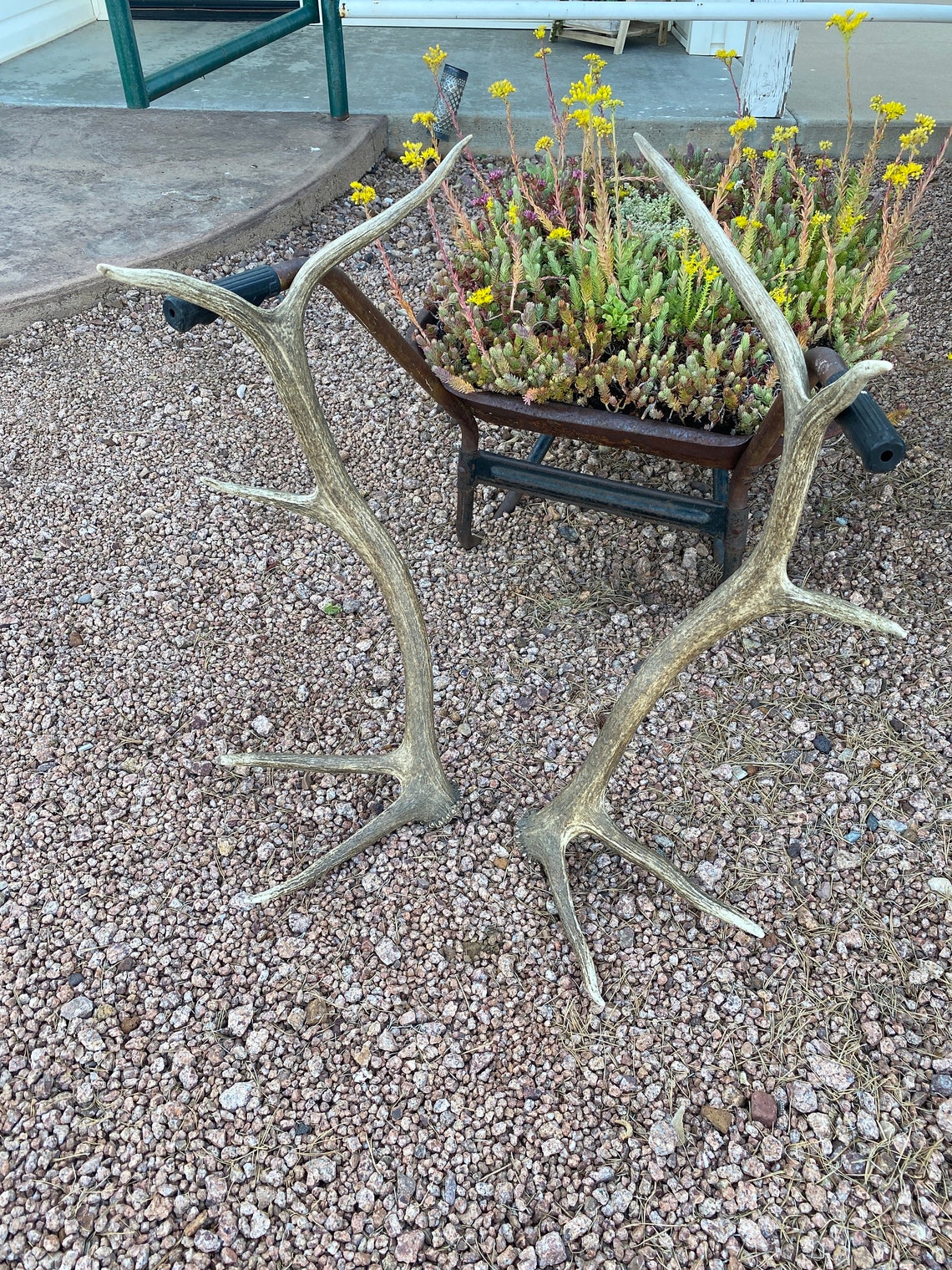 Cute Little 5x5 Set of Elk Sheds Antlers Craft Antler Decor - Etsy