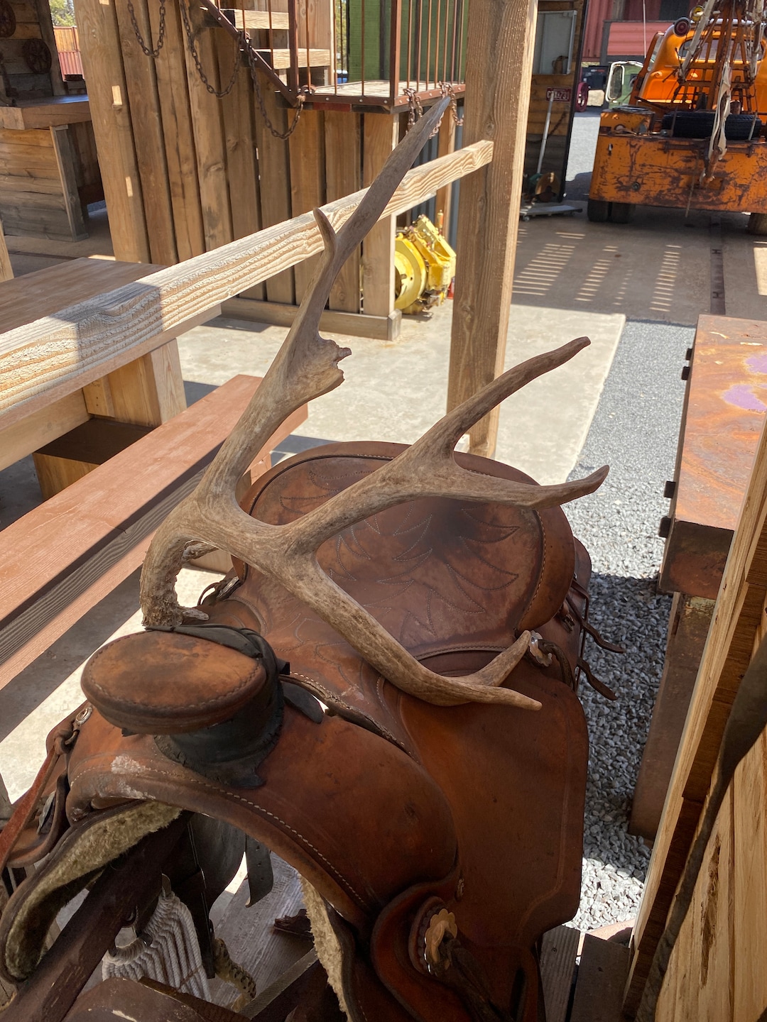 Monster Mule Deer Shed Antler - Etsy