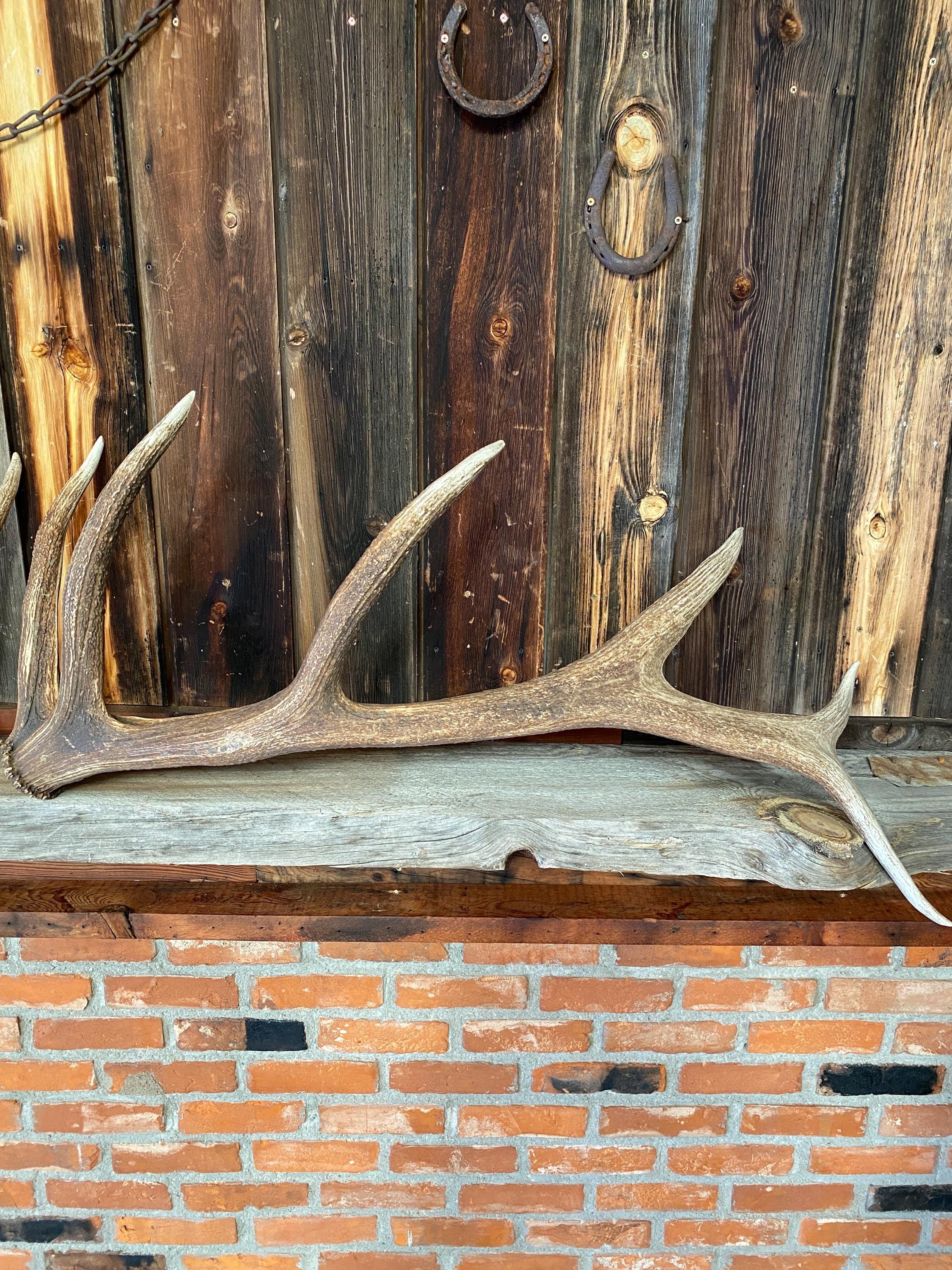 6x6 Set of Elk Sheds ~ Antlers - Etsy