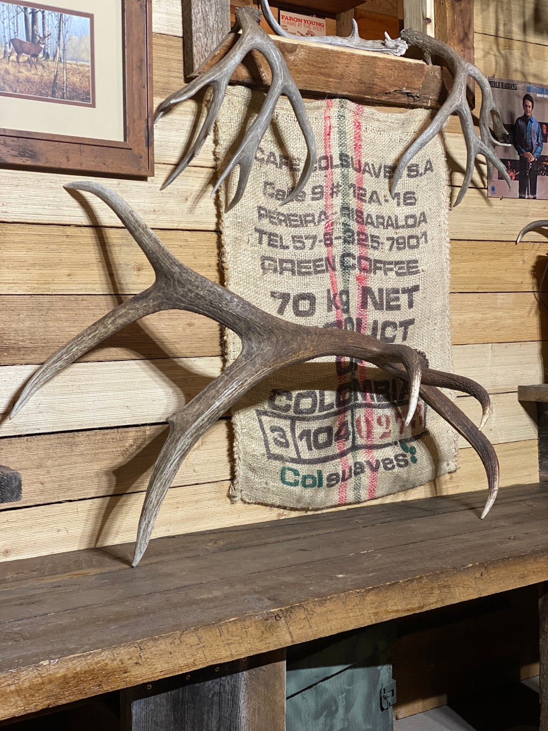 Large 6 Pt Elk Shed Antler - Etsy