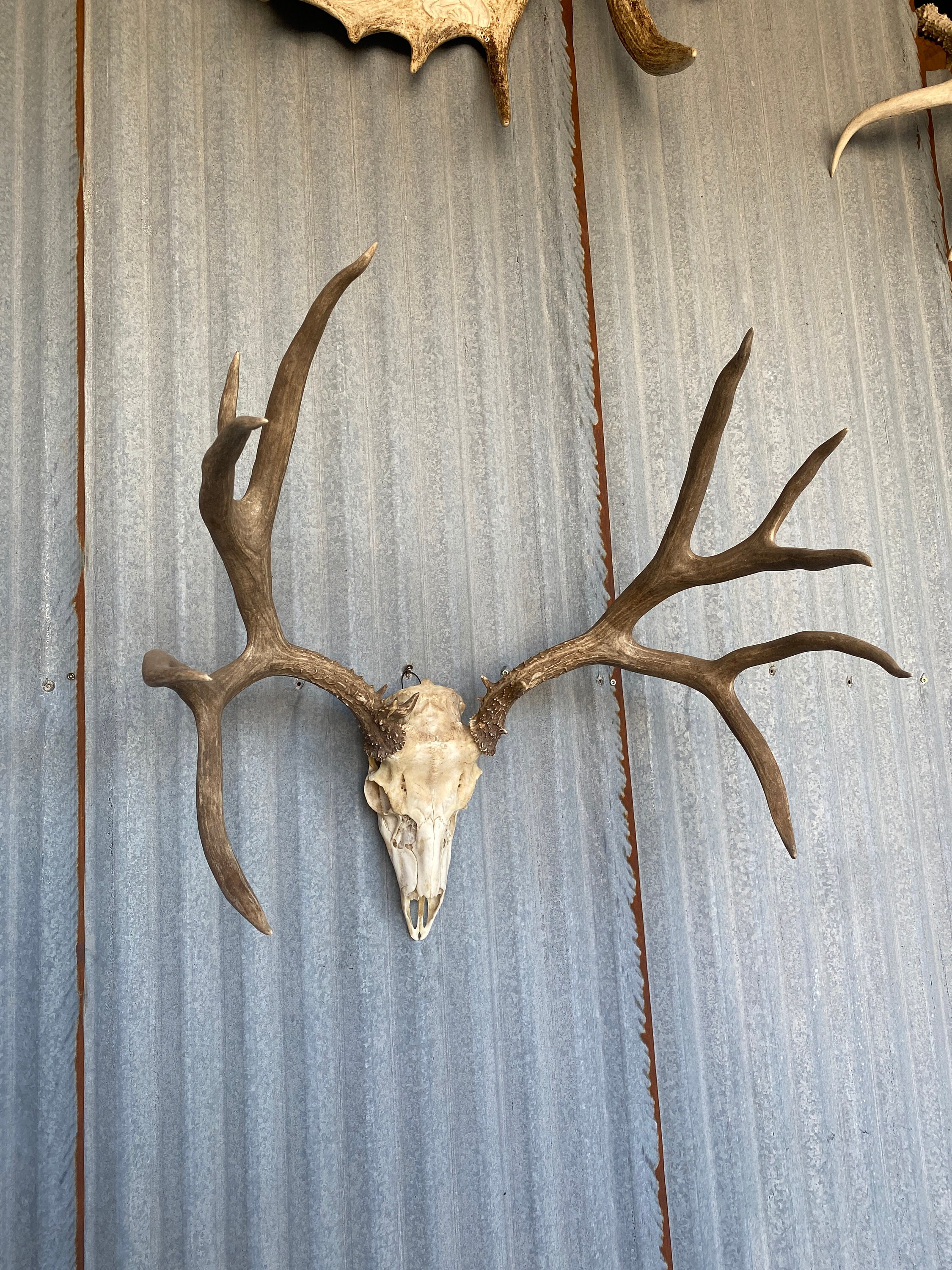 200 Mule Deer Rack Antlers - Etsy