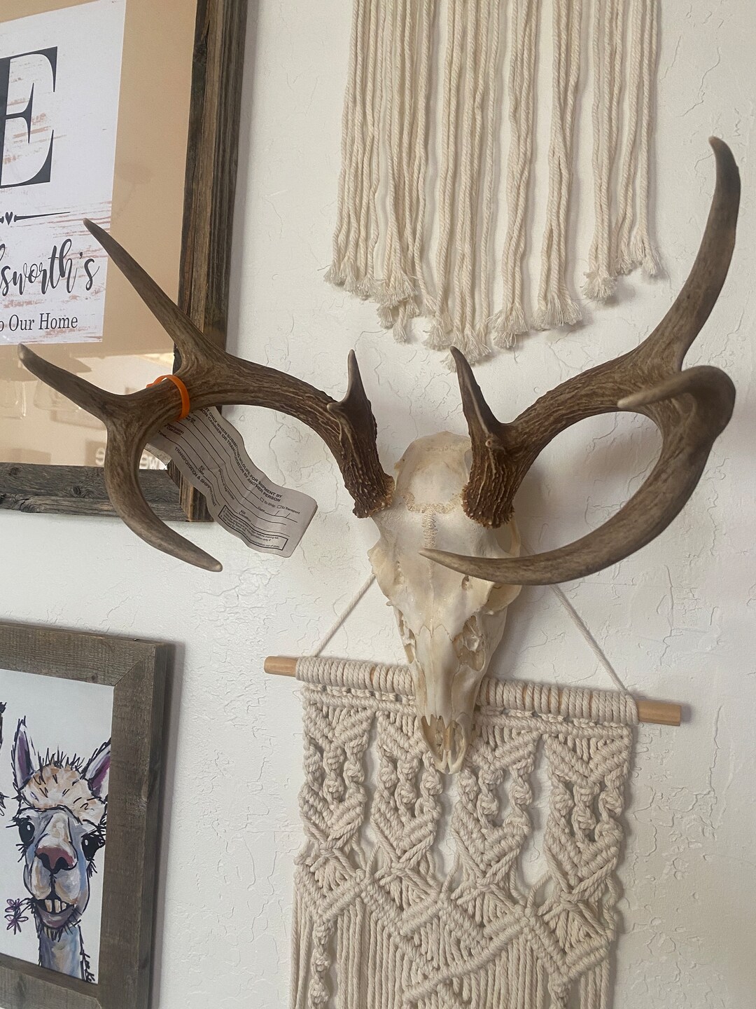 Great AZ Coues Whitetail Deer Rack Antlers Decor - Etsy