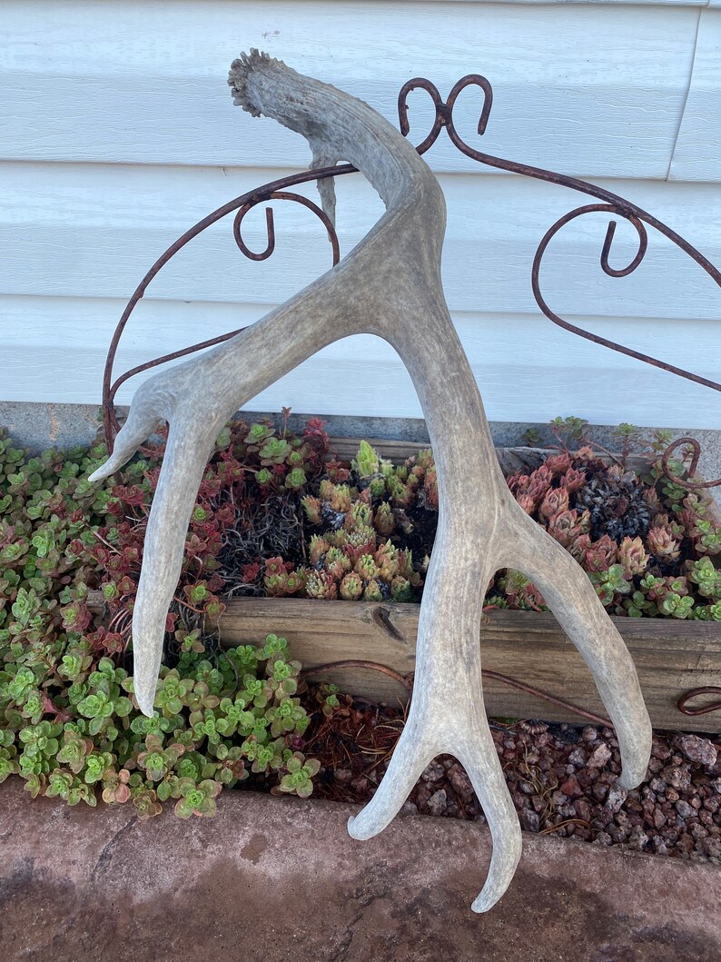 Large 92” Mule Deer Shed ~ Antler - Etsy
