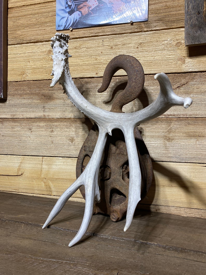 Unique Mule Deer Shed ~ Antler - Etsy