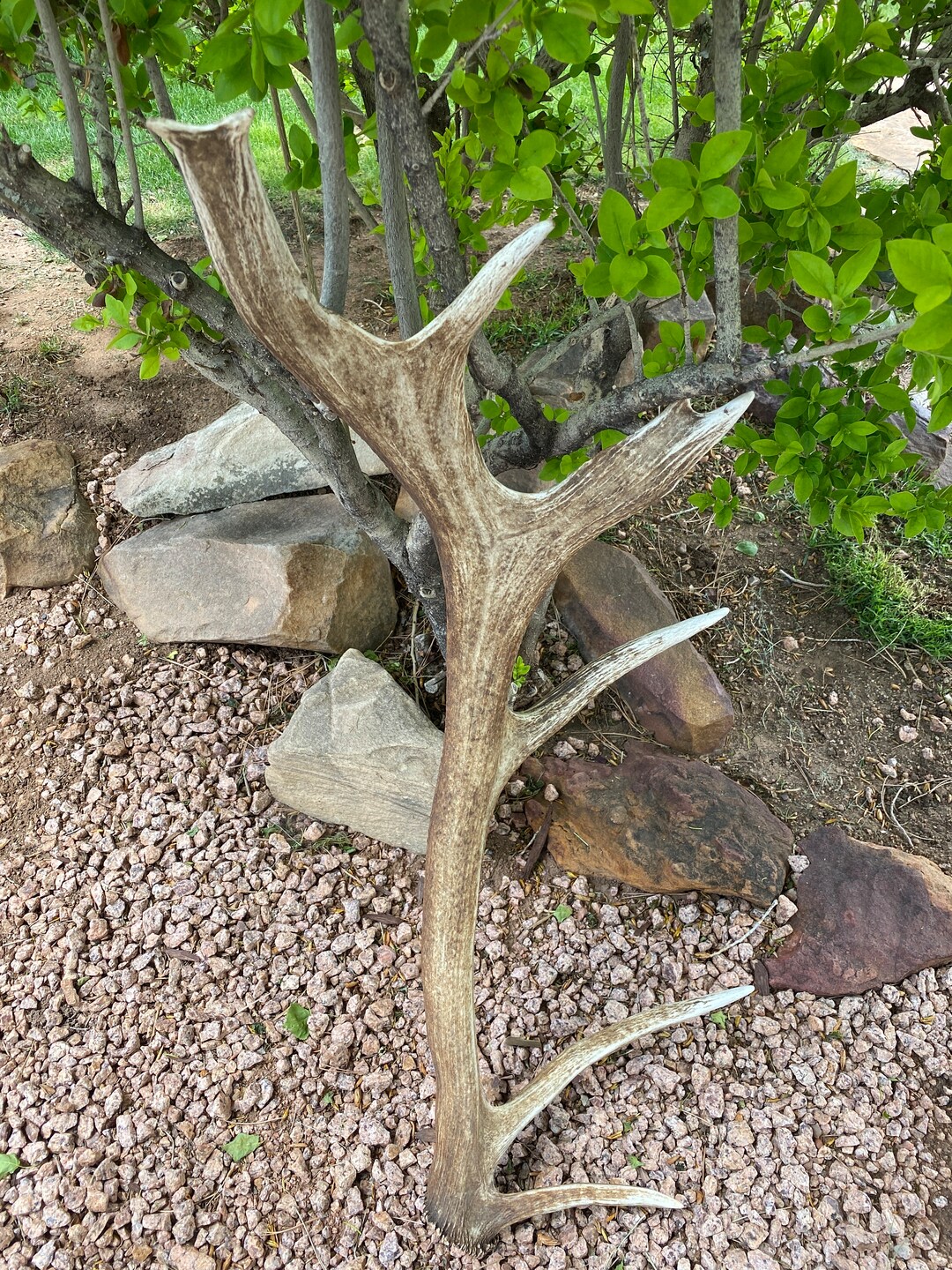 Palmated Elk Shed ~ Antler ~ Decor - Etsy