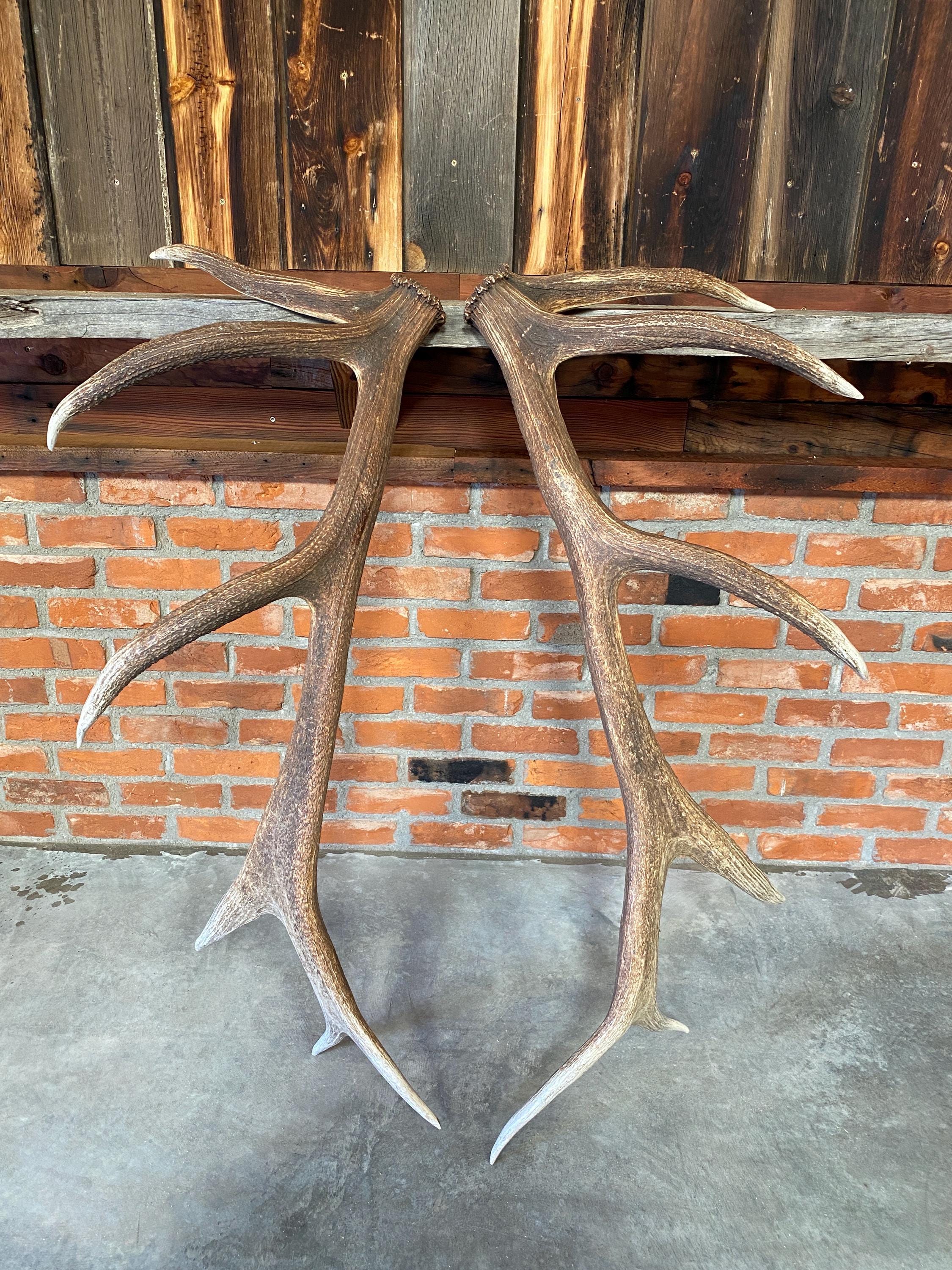 6x6 Set of Elk Sheds ~ Antlers - Etsy