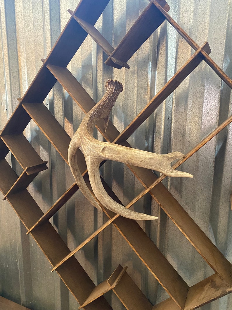 Coues Whitetail Deer Shed ~ Antler - Etsy