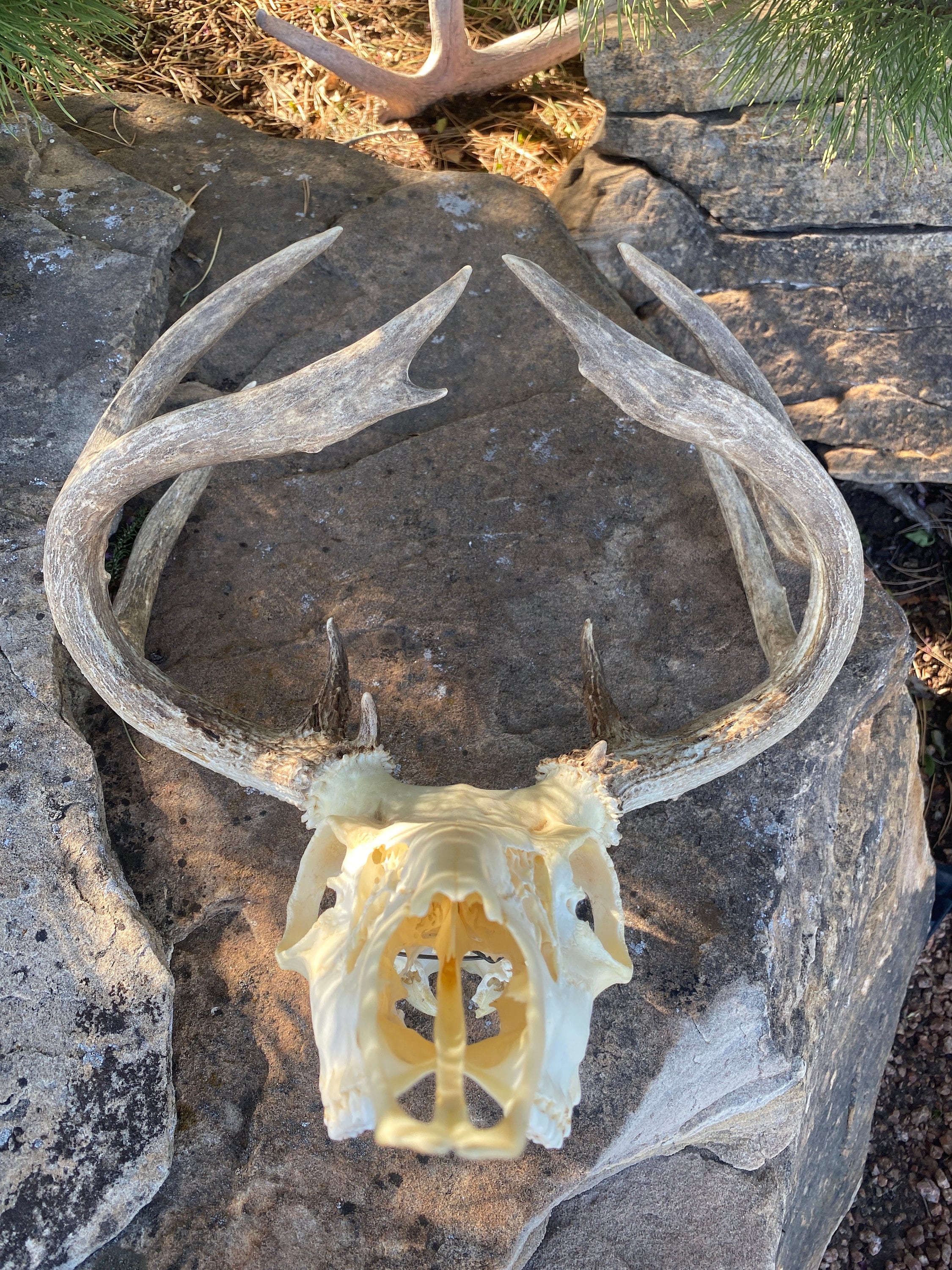 Trophy Class Coues Whitetail Deer Rack ~ Antlers ~ Decor - Etsy