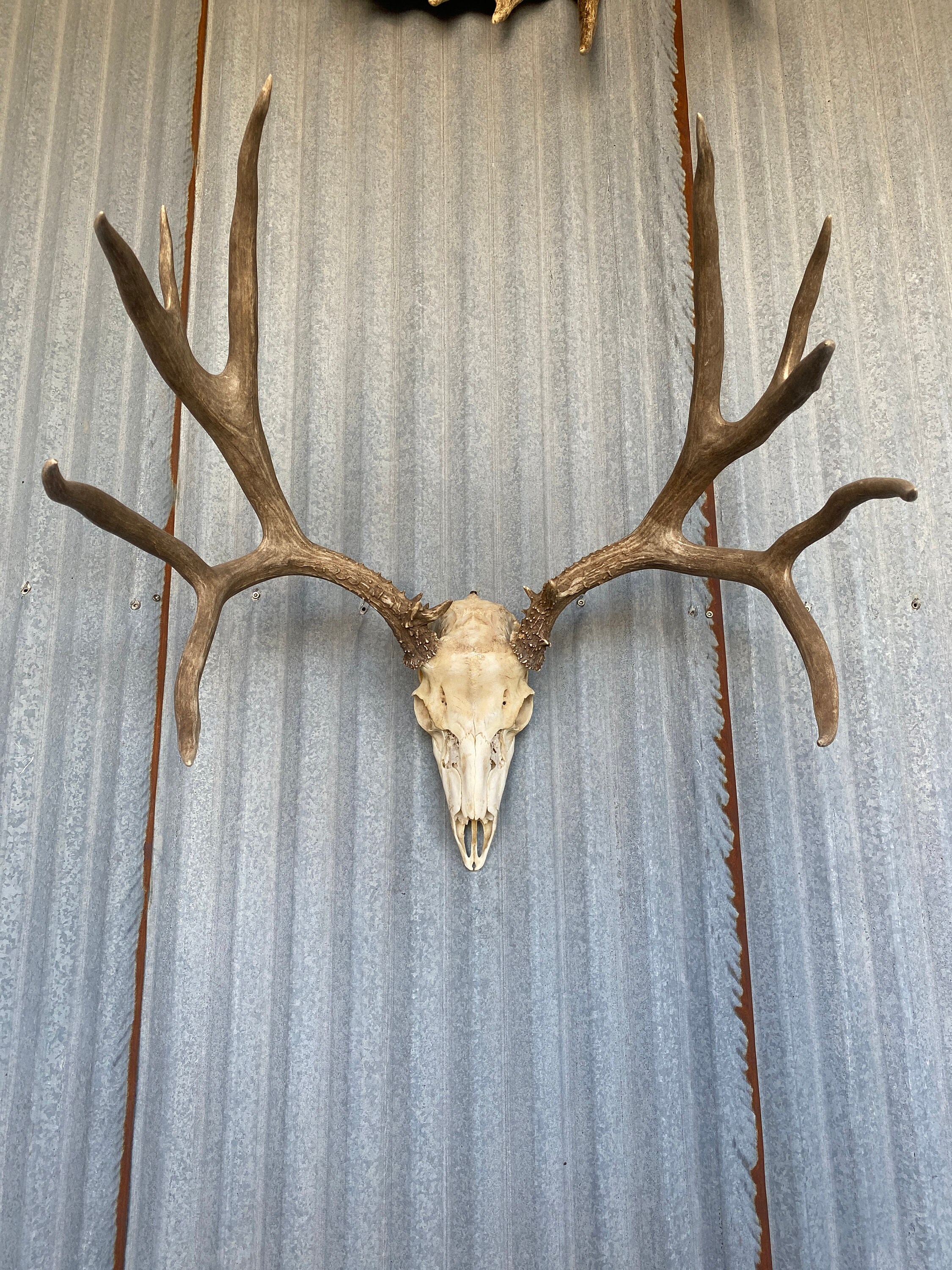 200 Mule Deer Rack Antlers - Etsy