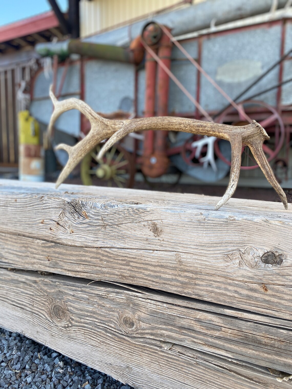 7 Pt Elk Shed ~ Antler - Etsy