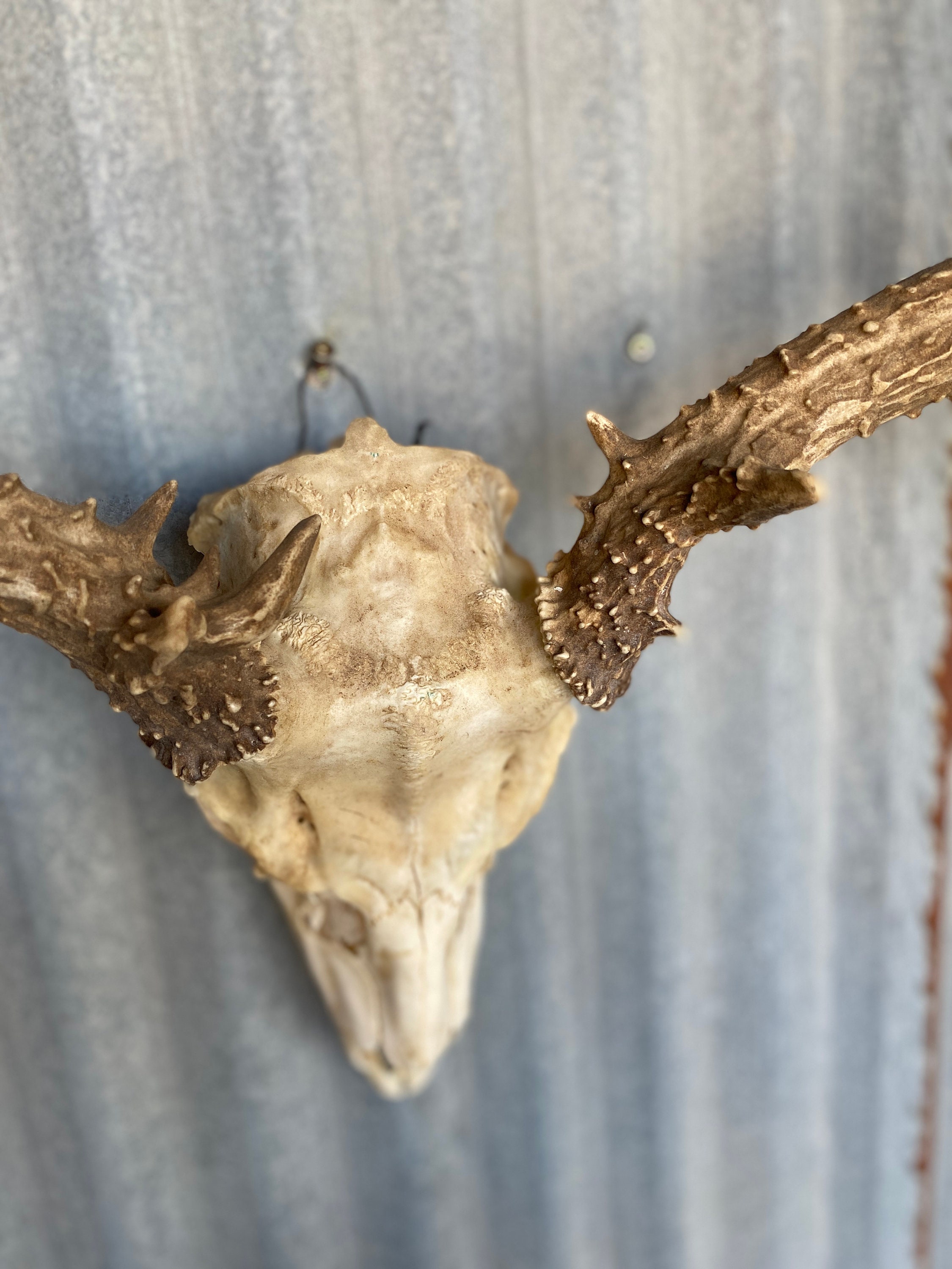 200 Mule Deer Rack Antlers - Etsy