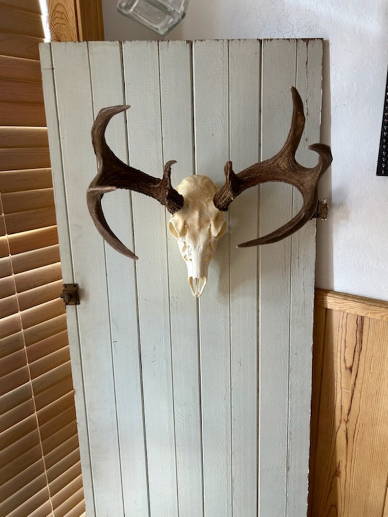 104 Coues Deer Skull Antlers - Etsy