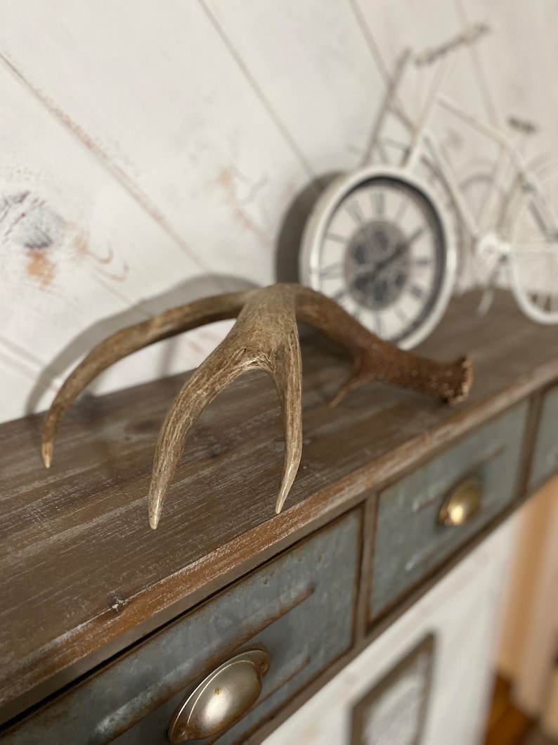 50” AZ Coues Whitetail Deer Shed ~ Antler - Etsy