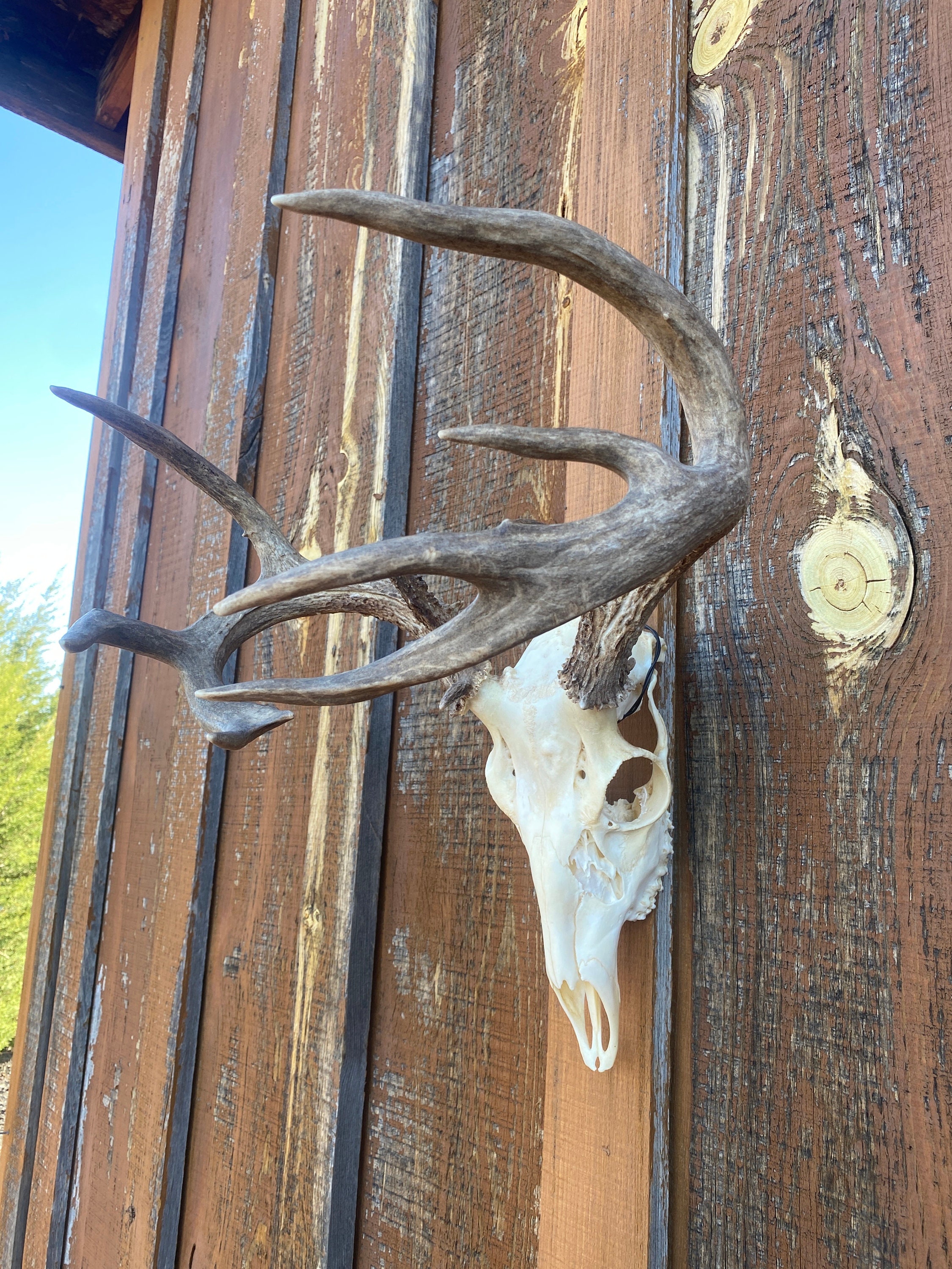 Trophy Class Coues Whitetail Deer Rack ~ Antlers ~ Decor - Etsy