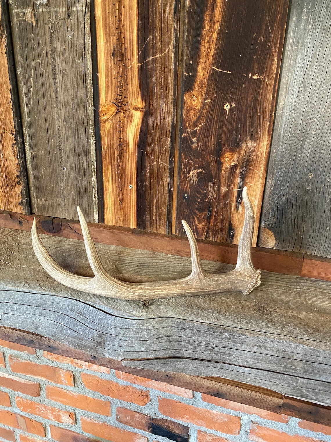 Little Gem Elk Shed ~antler ~ Rare Decor - Etsy