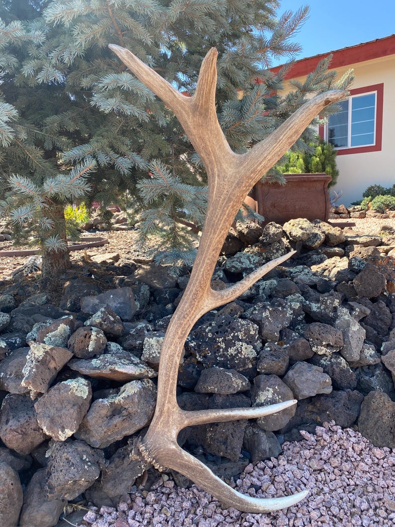 6 Pt Elk Shed ~ Antler ~ Decor - Etsy