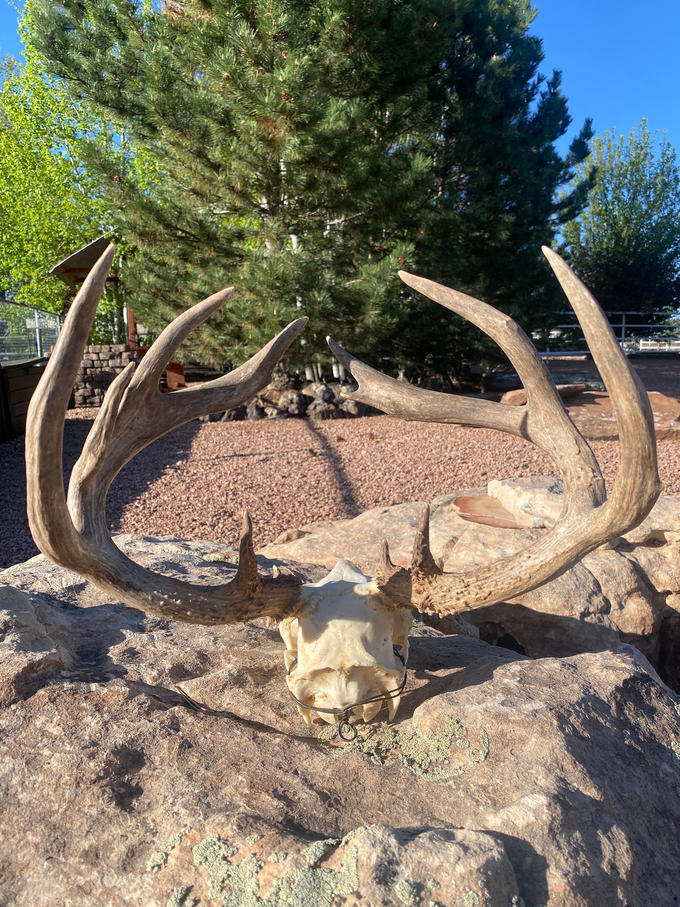 Trophy Class Coues Whitetail Deer Rack ~ Antlers ~ Decor - Etsy