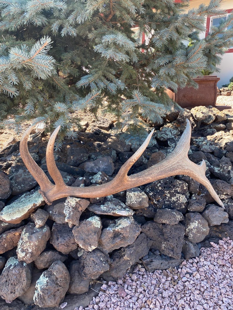 6 Pt Elk Shed ~ Antler ~ Decor - Etsy