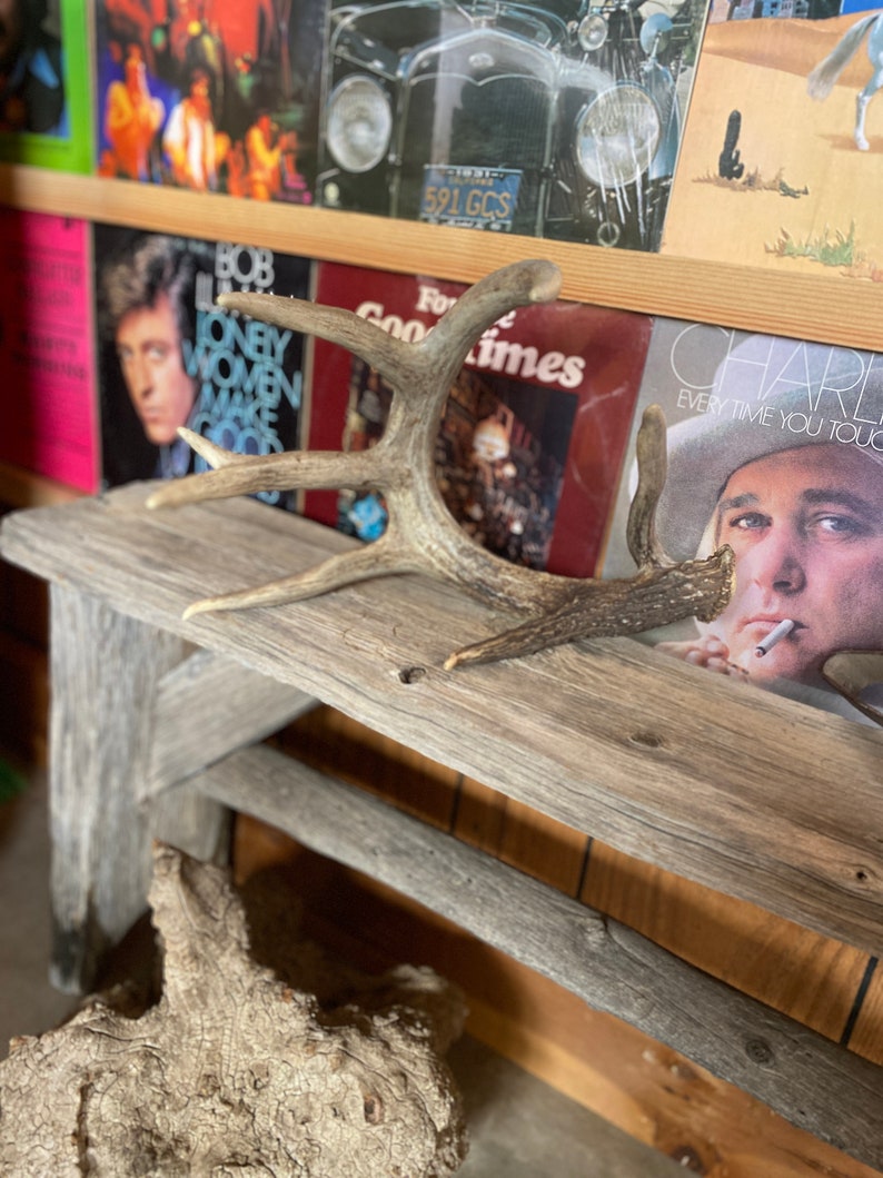 Large Whitetail Deer Shed ~ Antler - Etsy