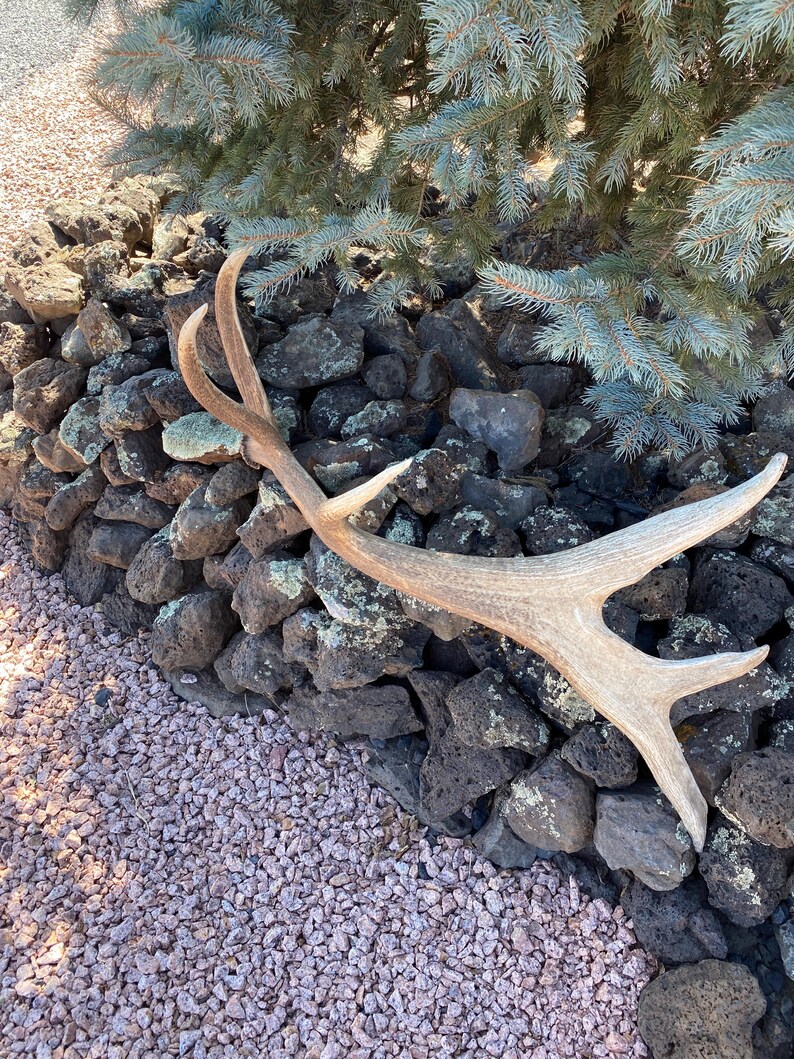 6 Pt Elk Shed ~ Antler ~ Decor - Etsy