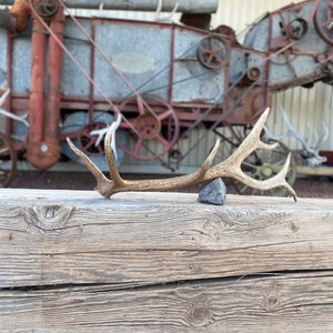 7 Pt Elk Shed ~ Antler - Etsy