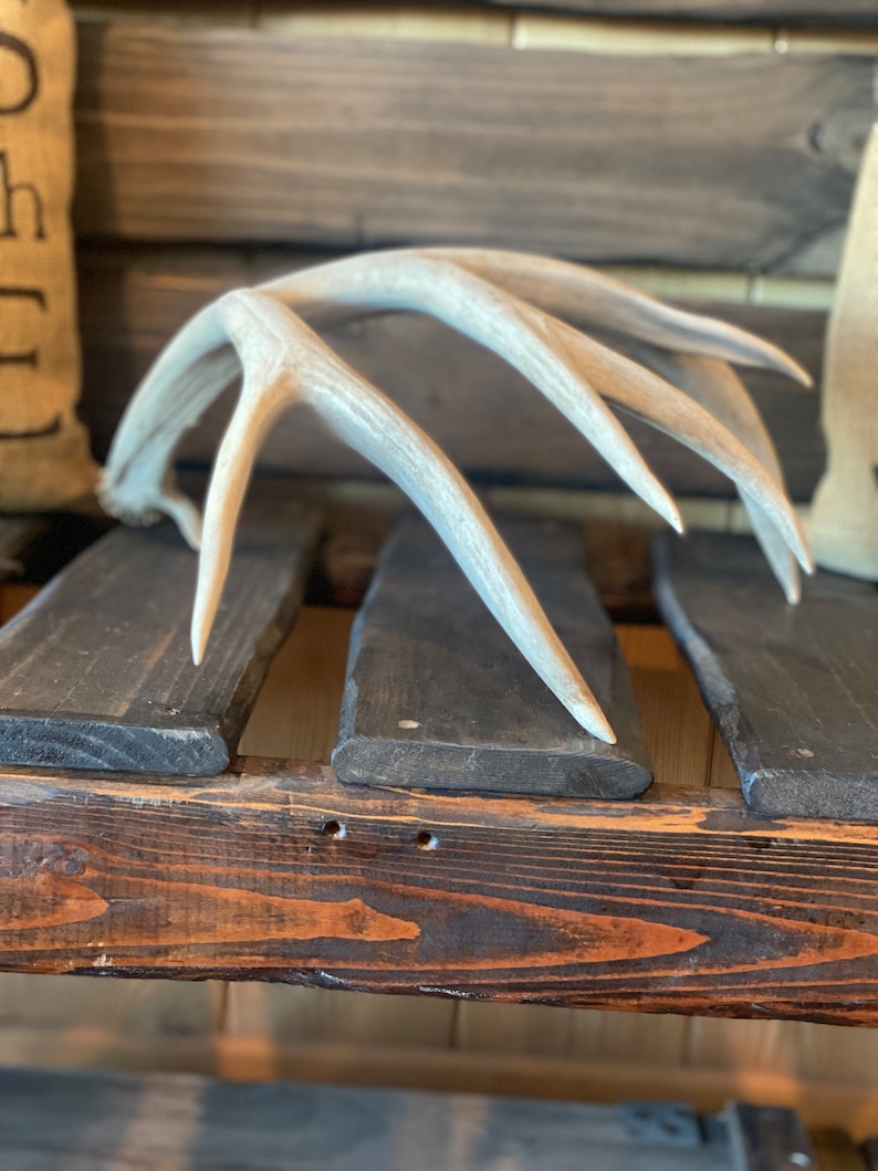 86” Mule Deer Shed ~ Antler - Etsy