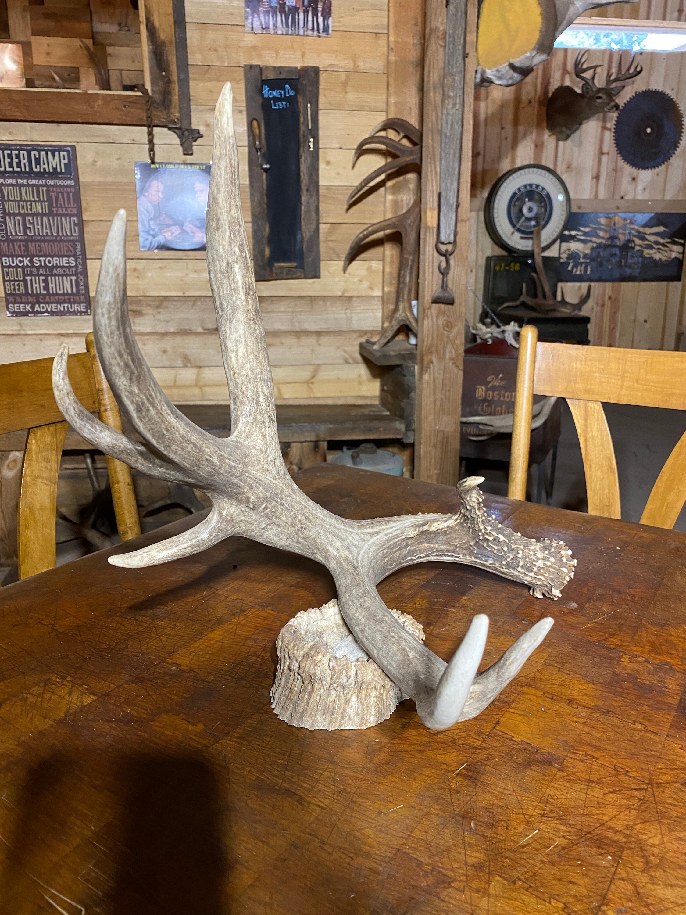 7pt Mule Deer Shed Antler - Etsy